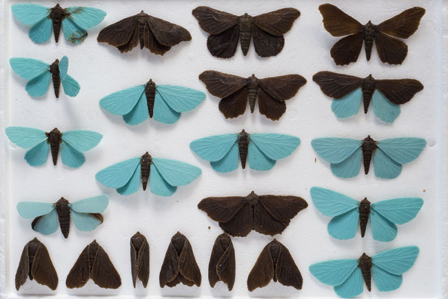 Elizabeth Thomson moths – Art News